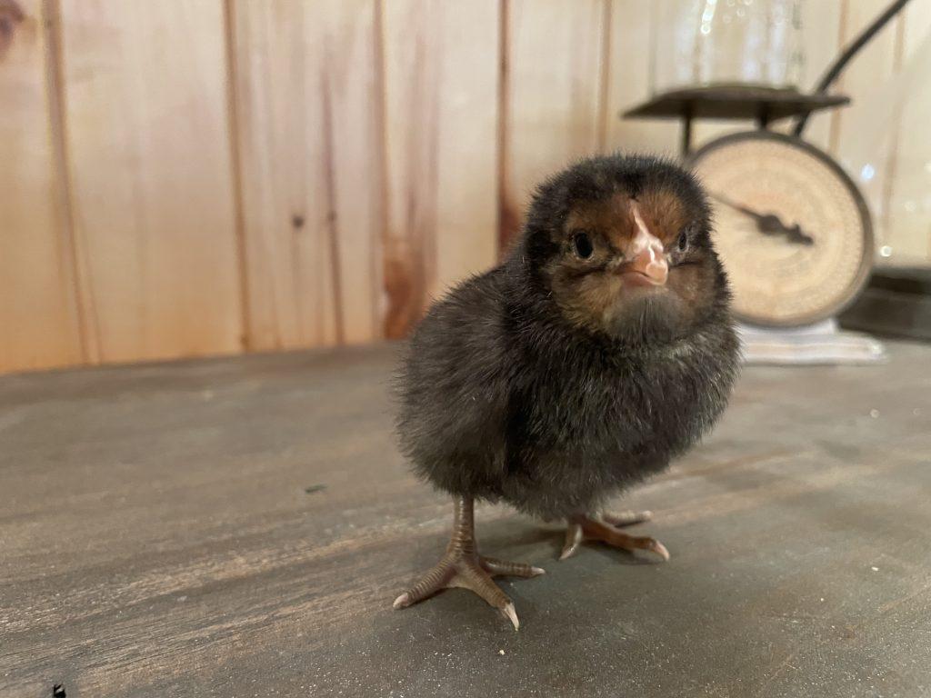 Barnyard Mix Chicks – Hagon Farms