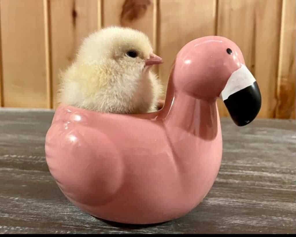 Chickens & Chicks – Hagon Farms